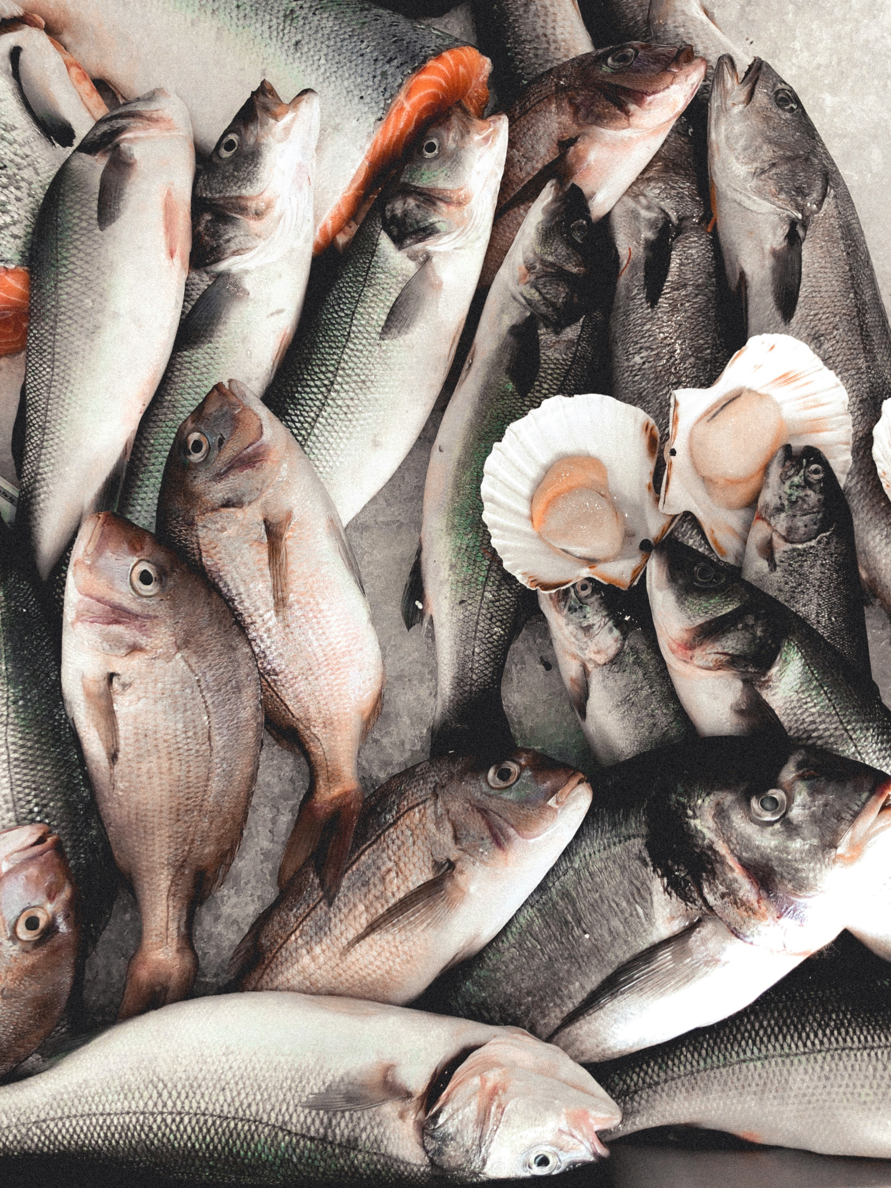 Havsabborre recept - Hitta enkla recept för denna fisk