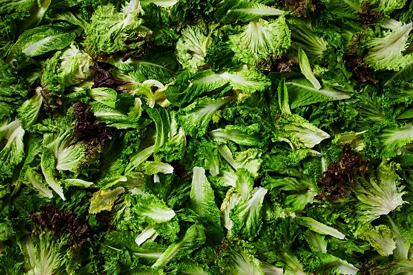 Types Of Lettuce